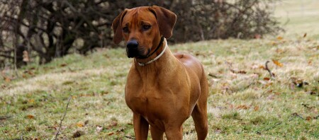 Rhodesian Ridgeback: Charakter & Haltung | FRESSNAPF
