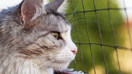 Katzen Ratgeber Alles zu Kater Kitten amp Katze FRESSNAPF