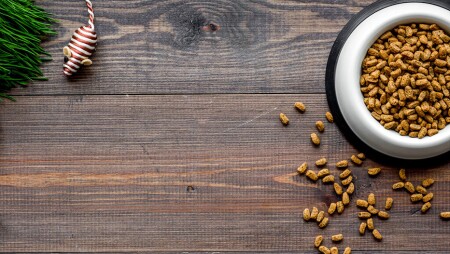 Katzenernährung: Wie Sie Ihre Katze richtig füttern | FRESSNAPF