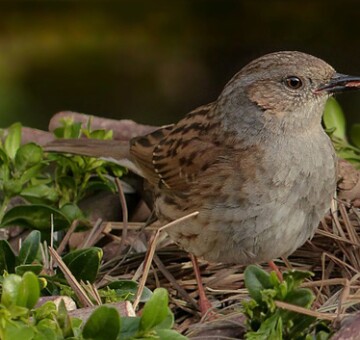 Wildvogelarten im Überblick | FRESSNAPF