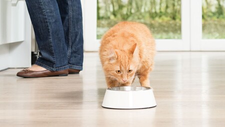 Katzenernährung: Wie Sie Ihre Katze richtig füttern | FRESSNAPF