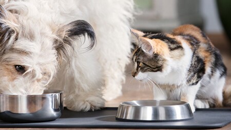 Katzenernährung: Wie Sie Ihre Katze richtig füttern | FRESSNAPF