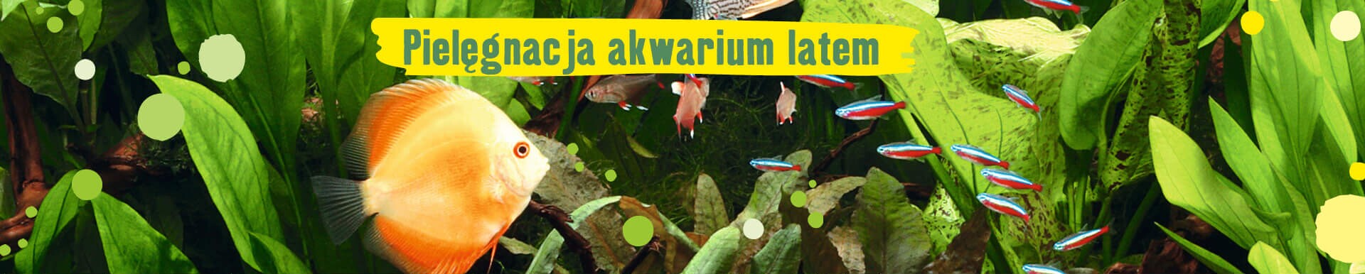 Akwarystyka w sklepie zoologicznym | MAXI ZOO